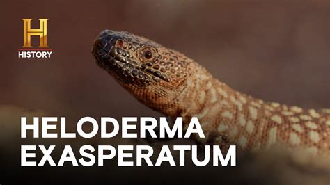Heloderma Exasperatum Reyes Del Dolor Youtube