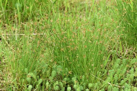 Juncus Effusus Soft Rush Information And Care — Bustling Nest