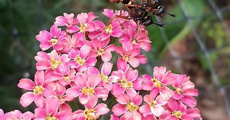 Conops Quadrifasciatus Album On Imgur