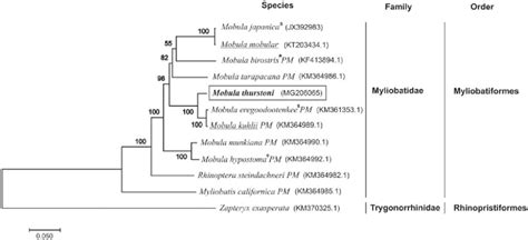 Maximum Likelihood Ml Phylogenetic Tree Of Mobula Thurstoni Download Scientific Diagram