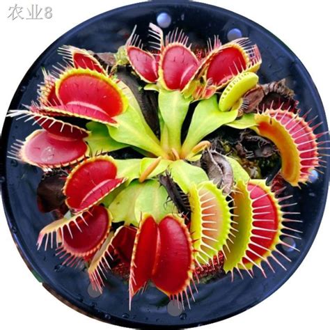 Venus Flytrap กระถางต้นไม้กินเนื้อยักษ์ที่หายาก Venus Flytrap Desktop