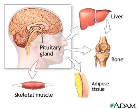 Hormones And Aggression Link Between Hormones And Aggression Hubpages