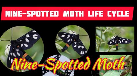 Nine Spotted Moth Life Cycle Scientific Name Of Nine Spotted Moth