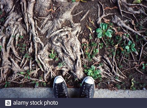 Tree Roots Sidewalk High Resolution Stock Photography And Images Alamy