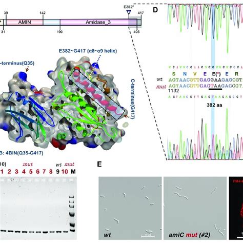 C Terminal Deletion E382 Of Amic Induces Cells With A Long Chain