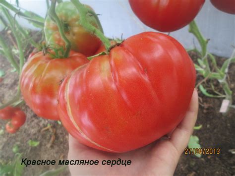 Томат Красное масляное сердце: описание сорта, характеристика, отзывы ...