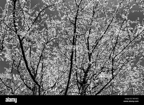 Pollen Erle Fotos Und Bildmaterial In Hoher Auflösung Alamy