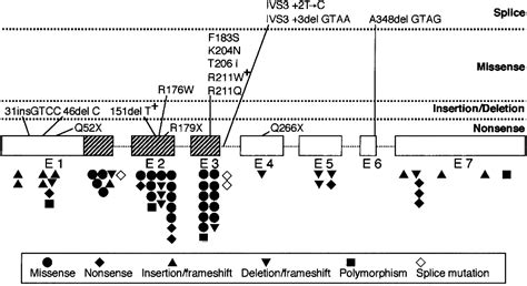 figure 1 from functional analysis of runx2 mutations in japanese