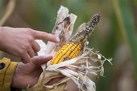 Diseases That May Impact Your Corn Seeds Online Seed Sales