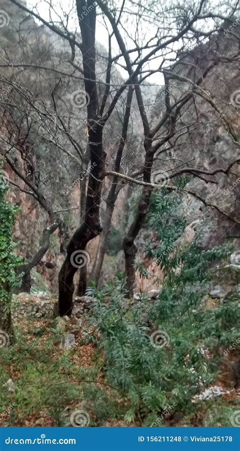 A Naked Tree In The Woods Stock Photo Image Of Woods