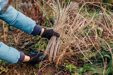 My Easy Trick To Prune Ornamental Grasses But Should You Even Bother