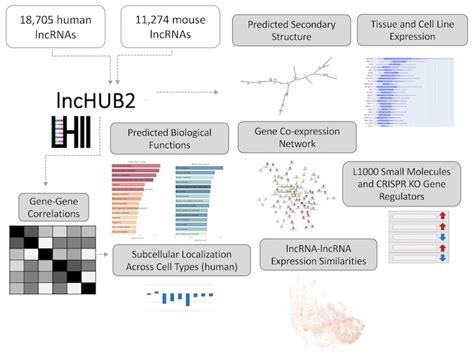 LncHUB Workshop ARCHS Workshop By The Ma Ayan Lab