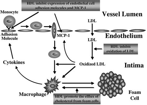 Hdl And Ldl Molecule