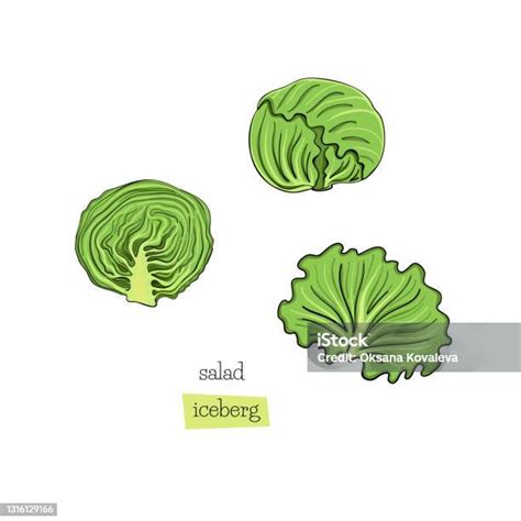 녹색 양상추 샐러드 세트 잎은 흰색 배경에 빙산을 그립니다 디자인 요소입니다 벡터 스케치 격리 된 그림입니다 손으로 그린 요리 음식 개체 그룹에 대한 스톡 벡터 아트 및