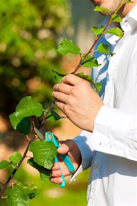 Tree Trimmer Cutting Down Pine Tree Stock Image Image Of Climbed Chainsaw