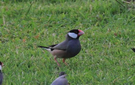 Ml562632321 Java Sparrow Macaulay Library