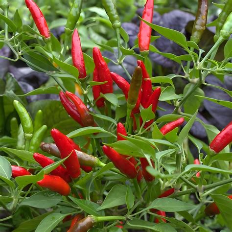 Garden Bird Thai Pepper Hot Pepper Pre Order For August 2026 M