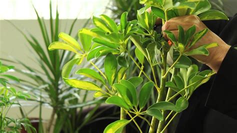 Trimming Schefflera Plant
