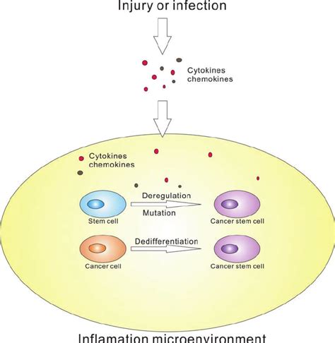 Inflammatory Microenvironment Triggers The Formation And Clonal Download Scientific Diagram