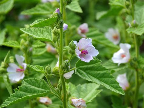 Marshmallow Planting Growing And Care
