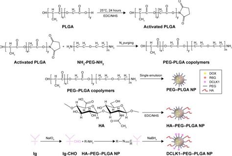 A schematic illustration of the synthesis of DCLK1–HA–PEG–PLGA ...