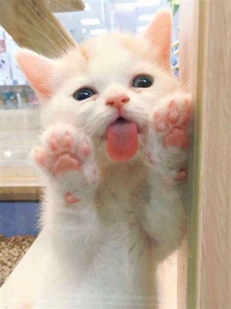 So Adorable Rcatpaws