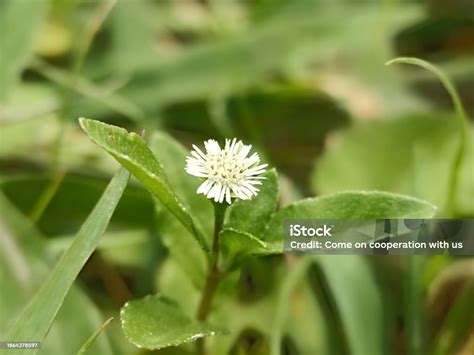 Eclipta Prostrata False Daisy White Head Yerbadetajophoto Of Eclipta
