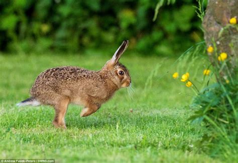Photographer Captures Rare Sight Of Mother Hare Suckling Her Newborn