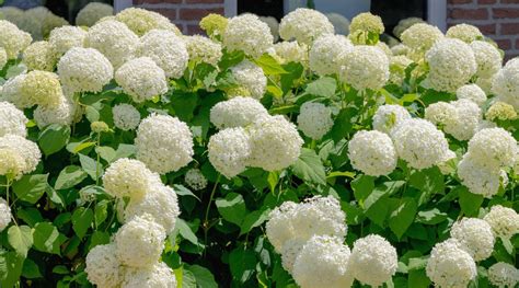 How To Plant Grow And Care For Incrediball Hydrangea