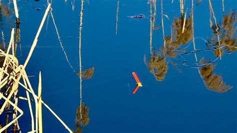 Рыбалка на Поплавок В Камышах КАРАСЬ на поплавочную удочку весной Youtube