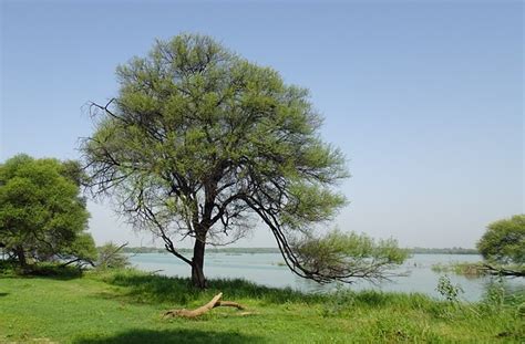 奶奶 树 金合欢 Vachellia Pixabay上的免费照片 Pixabay