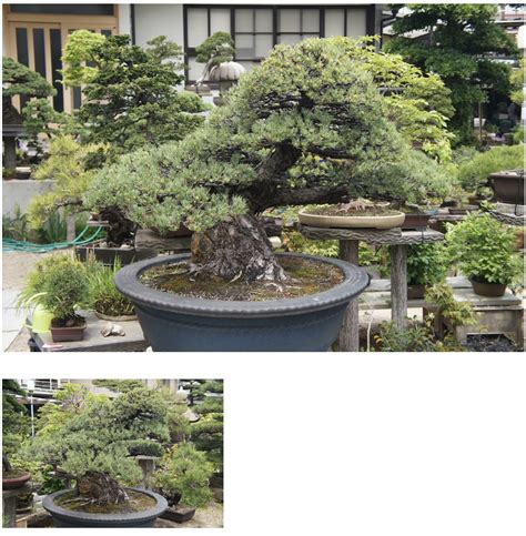 Japanese Ancient Bonsai Trees For Export 200 Years Old