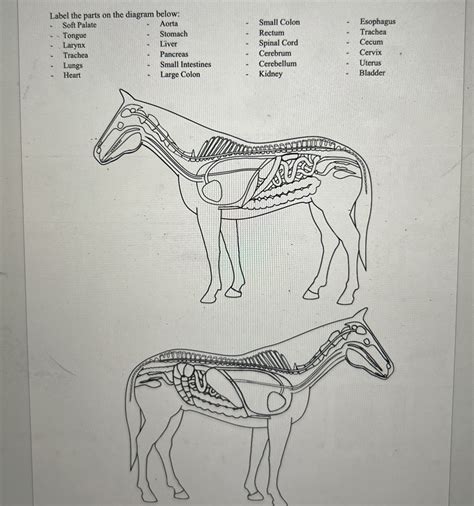 Solved Label the parts on the diagram below:Soft Palate. | Chegg.com