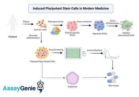 The Transformative Era Of Induced Pluripotent Stem Cells In Modern