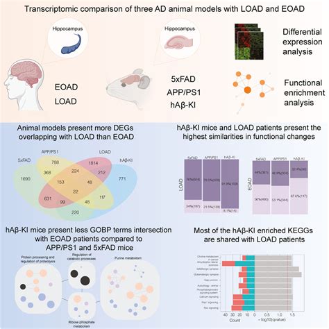 Cross Species Comparative Hippocampal Transcriptomics In Alzheimers Disease Iscience