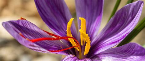iGarten - The app specialized in garden and indoor plants