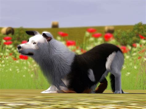 Mystic Blue Spirits Border Collies
