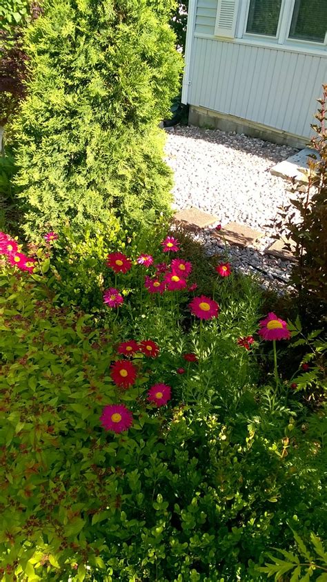 Anyone Ever Grow Pyrethrum General Gardening Growing Fruit