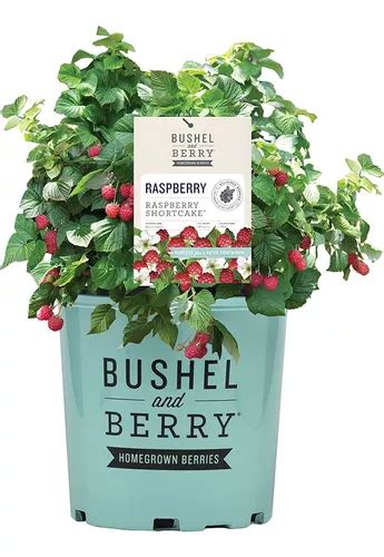 Arbusto Y Berry Rubus Raspberry Shortcake Frambuesa Cuotas Sin Interés