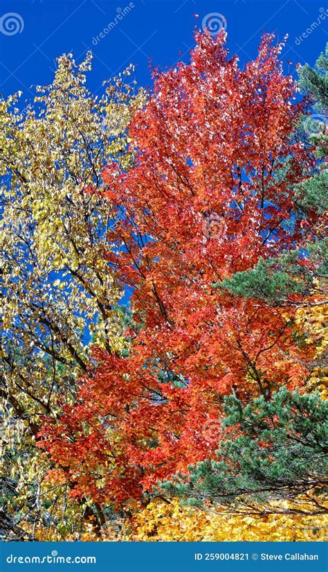 Red Sugar Maple Tree And Dark Blue Sky In Autumn Stock Image Image Of Maple Blue 259004821