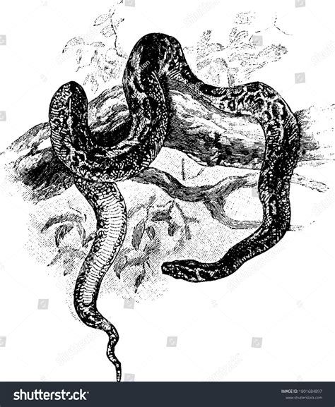 Serpent Noir Et Blanc 110 850 Images Photos Et Images Vectorielles De Stock Shutterstock