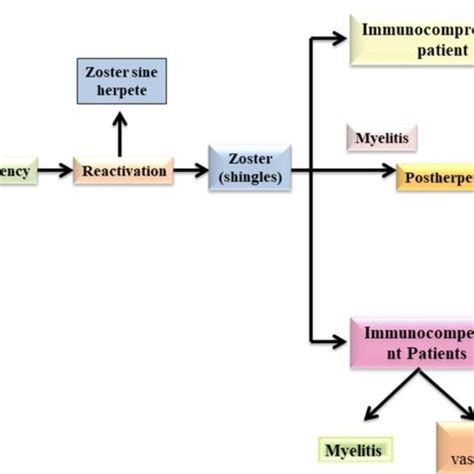 General Chickenpox Pathophysiology 33 Download Scientific Diagram