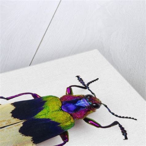 Jewel Beetle From Thailand Chrysochroa Corbetti Top View Posters And Prints By Corbis