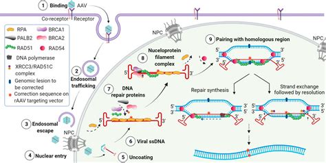 Frontiers The Role Of Recombinant Aav In Precise Genome Editing