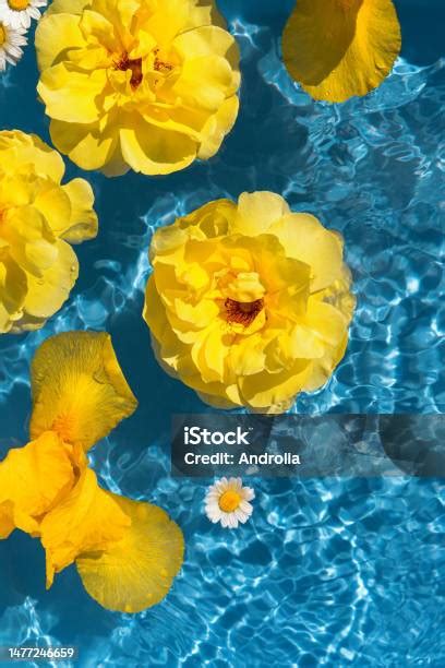 노란색 장미와 아이리스 꽃 봉오리는 파란색 투명한 물에 있습니다 태양과 그림자가 있는 여름 꽃 구성 자연 개념입니다 평면도 선택적 초점 물이 튀는에 대한 스톡 사진 및 기타
