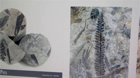 Mystery Fossil Part Two It Is Carbonized Plant Fossil Dec 17 2019 Youtube