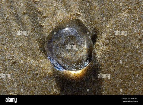 Transparent Jellyfish Blob On Sandy Beach Macro Stock Photo Alamy