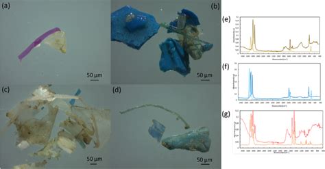 Microscopic Photographs Of Some Of The A Filament B Fragments And