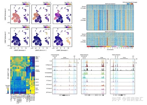 单细胞多组学技术——单细胞转录组 染色质可及性测序全流程解析 知乎