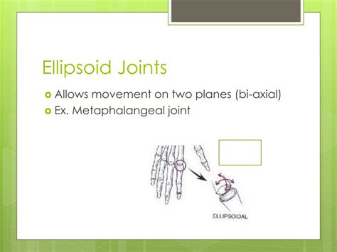 Ppt Types Of Joints And The Anatomy Of The Synovial Joint Powerpoint Presentation Id 2086501